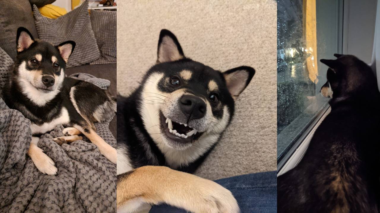 This Dog Car Seat Deal Promised Me Freedom From My Shiba Inu But It This Dog Car Seat Deal Promised Me Freedom From My Shiba Inu But It