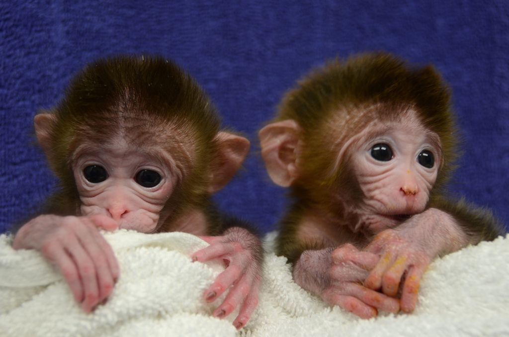 Precious Primates: Images of Chimeric Monkeys | Live Science