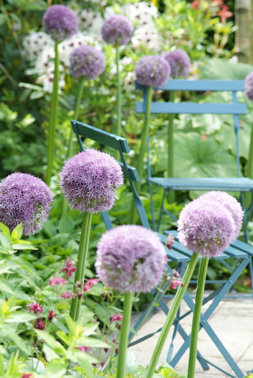 Your guide to autumn pruning: get it right with our expert tips ...