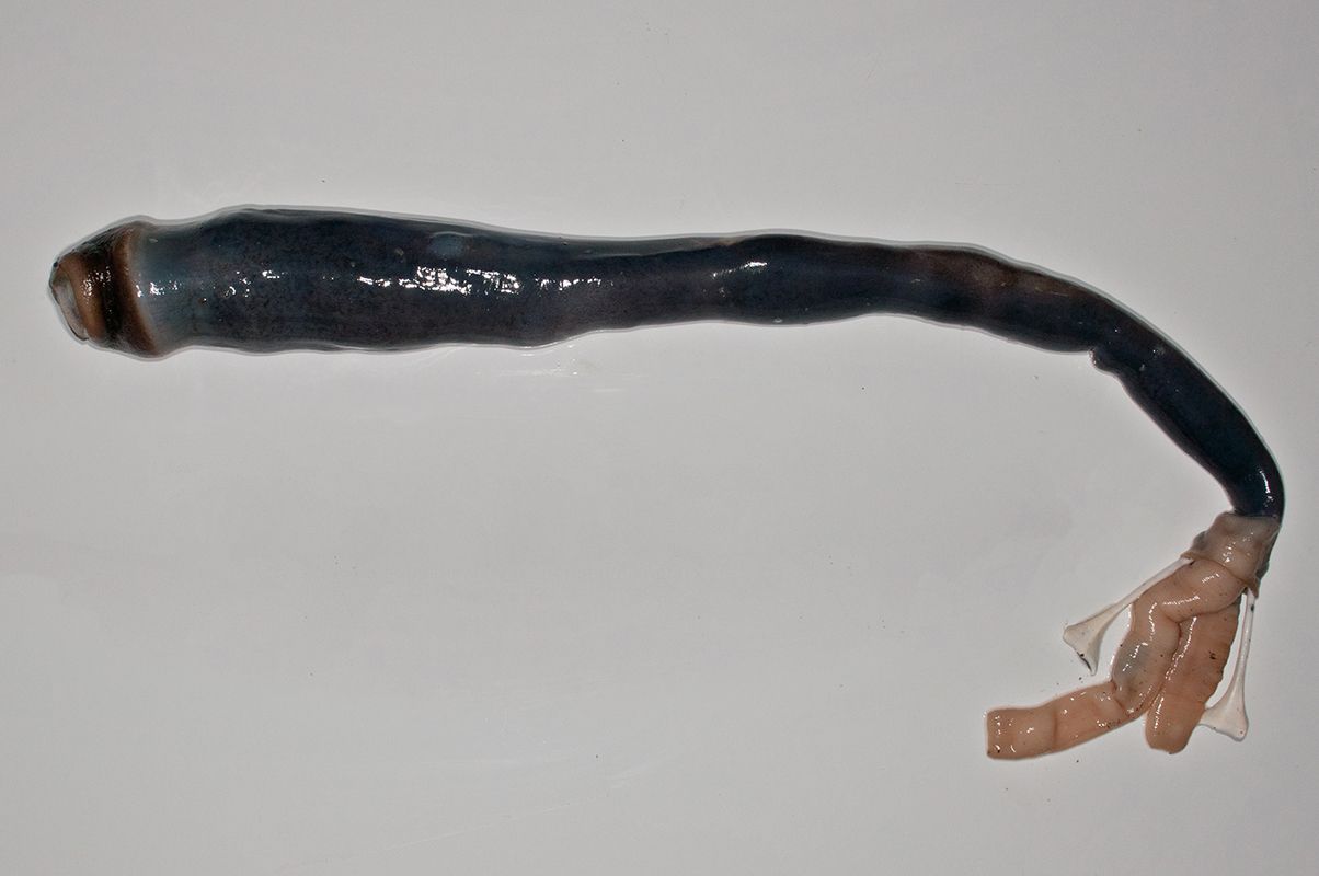 An Ocean 'Unicorn': 3-Foot Marine 'Worm' Seen for 1st Time | Live Science