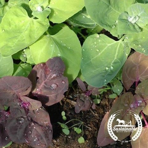 How to grow orach - expert tips from sowing to harvesting | Homes and ...