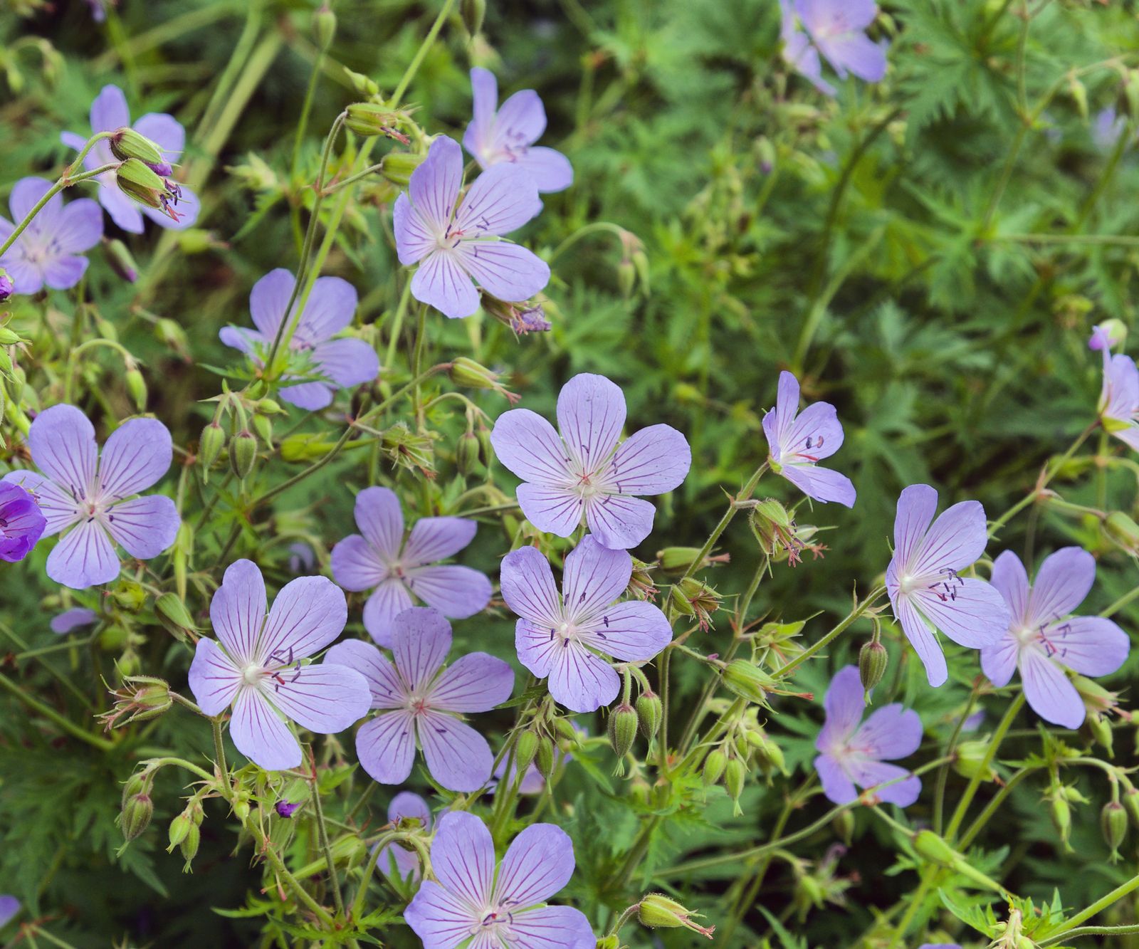 Hardy geranium varieties: 15 cranesbills for every garden | Homes and ...