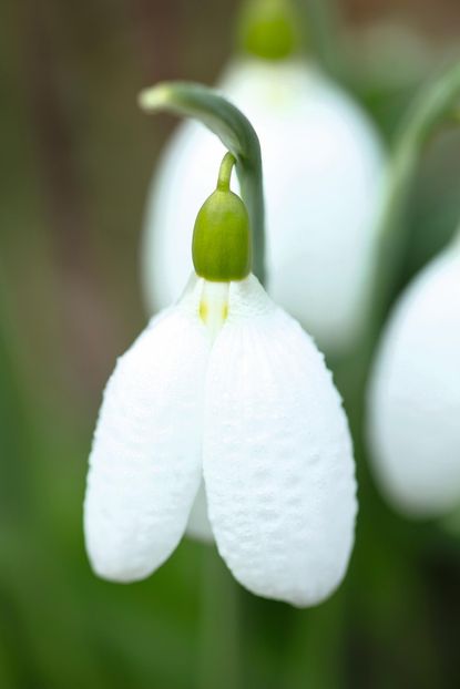 The snowdrops of Thenford: 900 varieties that are the pride and joy of ...
