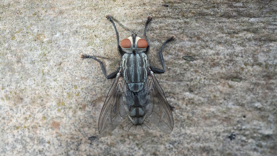 Joro spiders: What they are and how to get rid of them | Tom's Guide