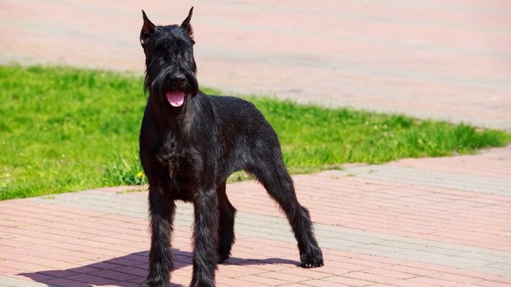 Best guard dog breeds for maximum protection | PetsRadar