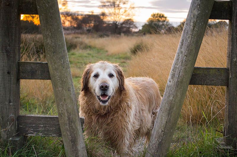 Country Life readers dogs' picture gallery | Country Life