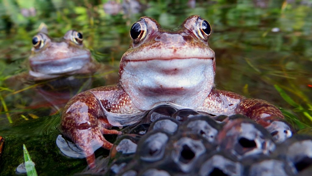 How do frogs breathe and drink through their skin? | Live Science