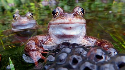 How do frogs breathe and drink through their skin? | Live Science