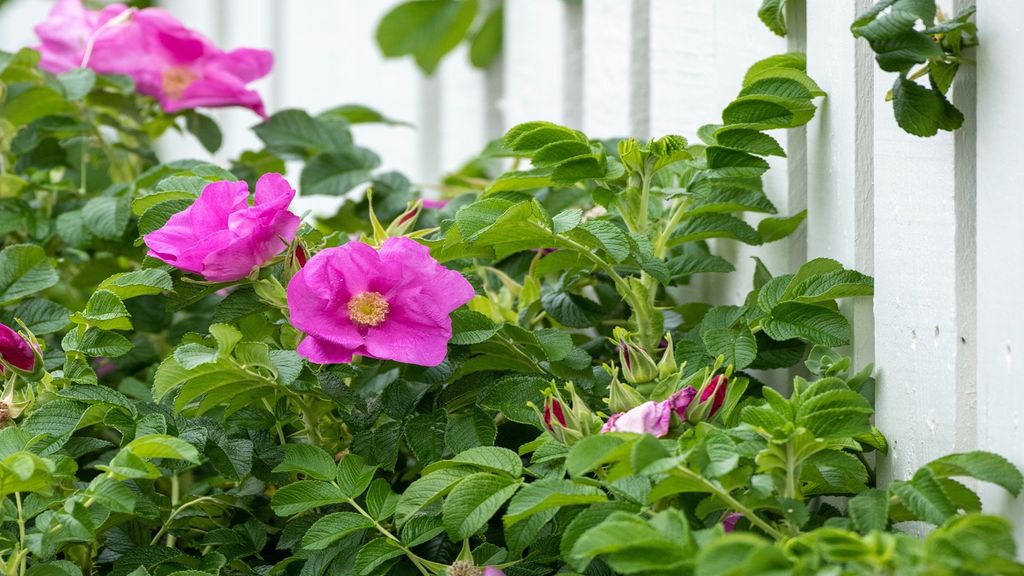 Intruder proof hedge plants: 10 ways to boost home security | Homes and ...