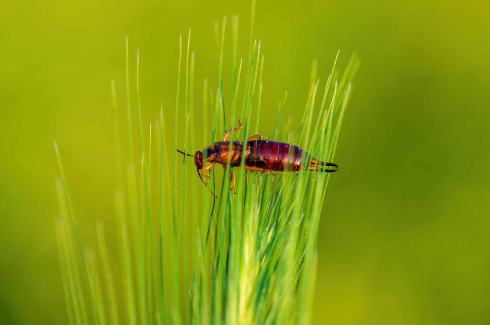 How to Get Rid of Earwigs — and Prevent Them Coming Back | Livingetc