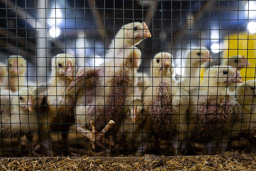 Shocking animal farm conditions revealed thanks to photojournalism ...