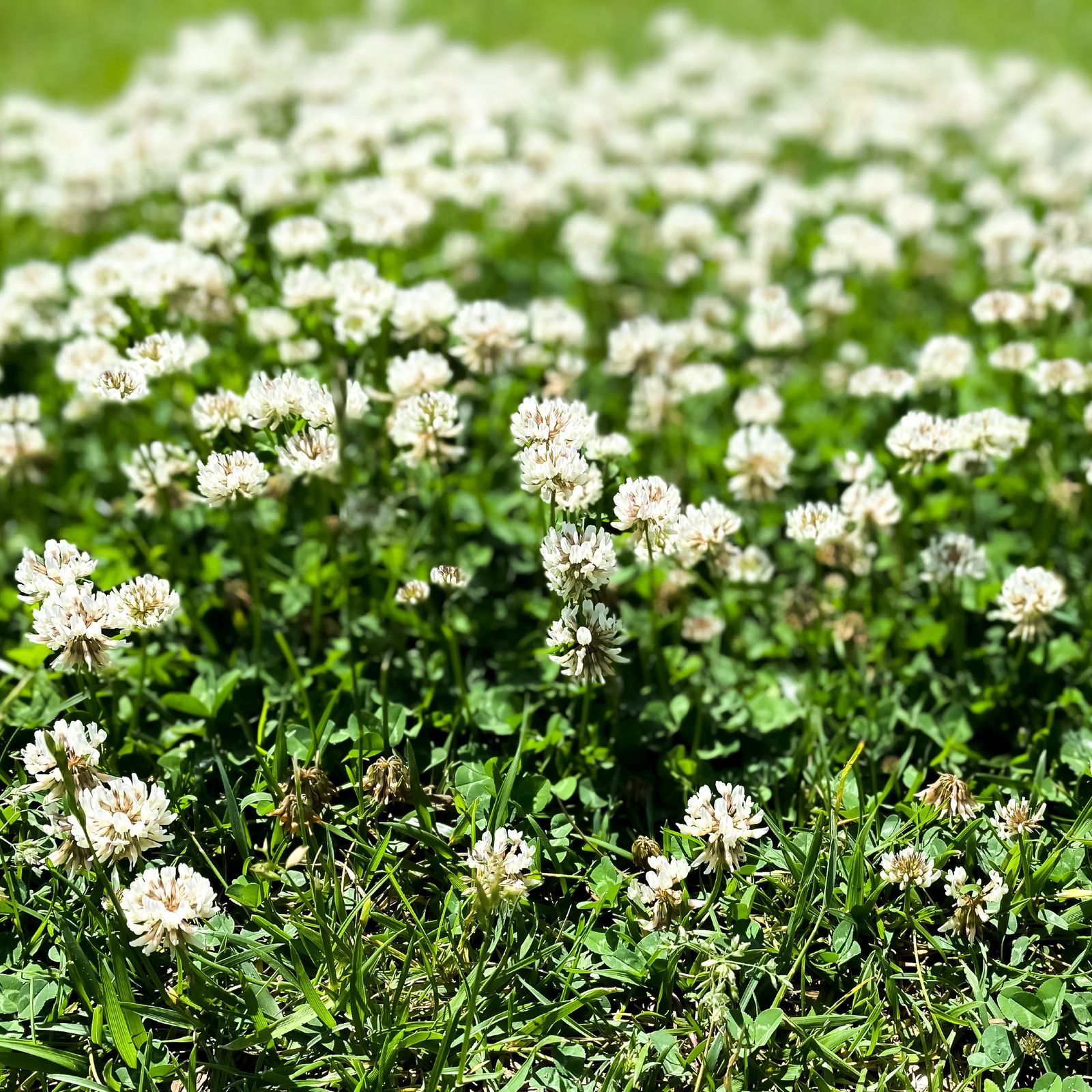 When to sow a clover lawn for a wildlife-friendly garden | Ideal Home