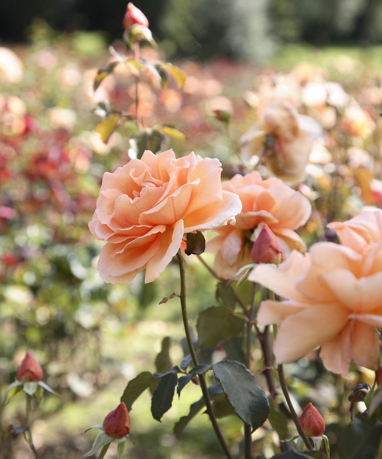 7 Peach Fuzz Flowers Inspired By Pantone’s Color Of The Year ...