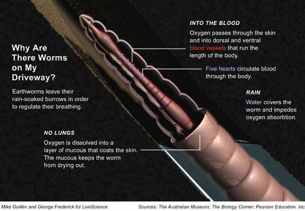 Why Does Rain Bring a Flood of Earthworms? | Live Science