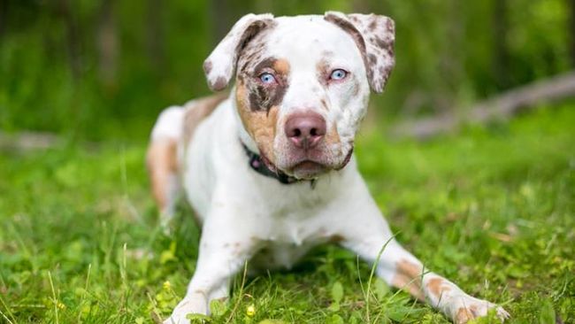 Merle dog breeds with dappled coats | PetsRadar