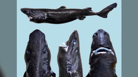 20 of the weirdest sharks | Live Science