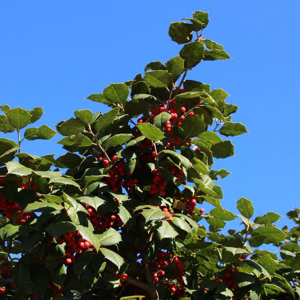 Best privacy trees for shady areas – 5 screening plants that thrive in ...