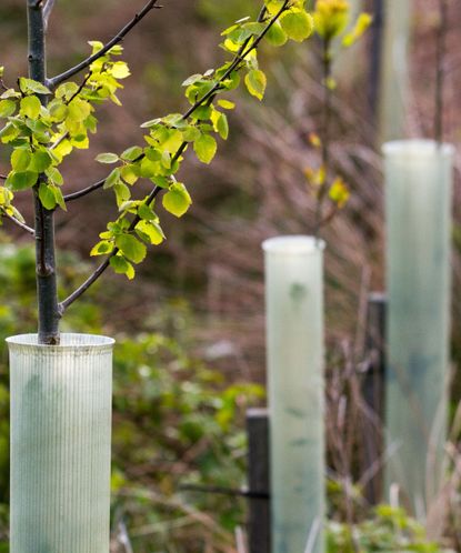 9 tree mistakes to avoid | Homes and Gardens