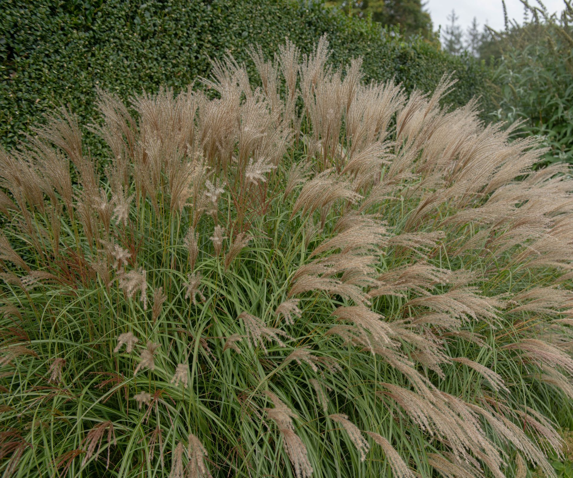 Best miscanthus varieties: 15 of the top ornamental grasses | Homes and ...