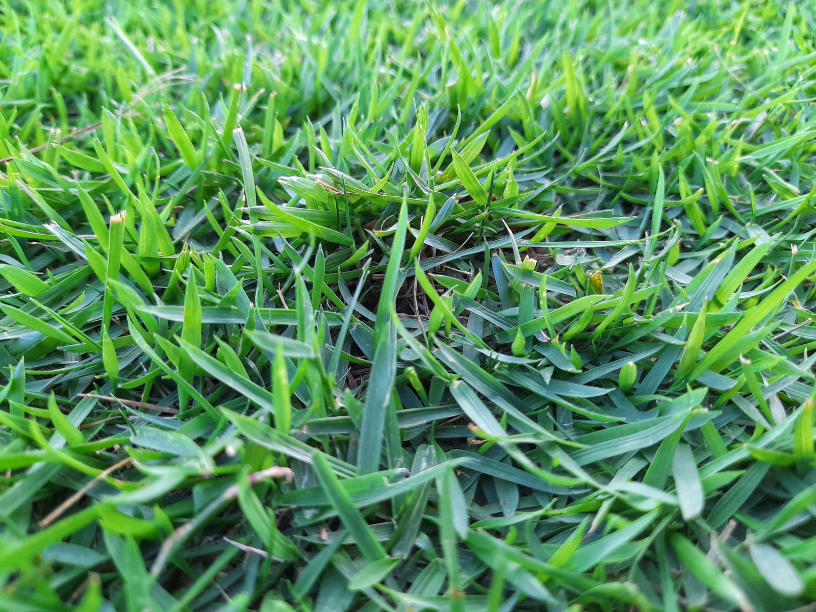5 Drought-Tolerant Lawn Grasses That Thrive In Dry Conditions | Livingetc