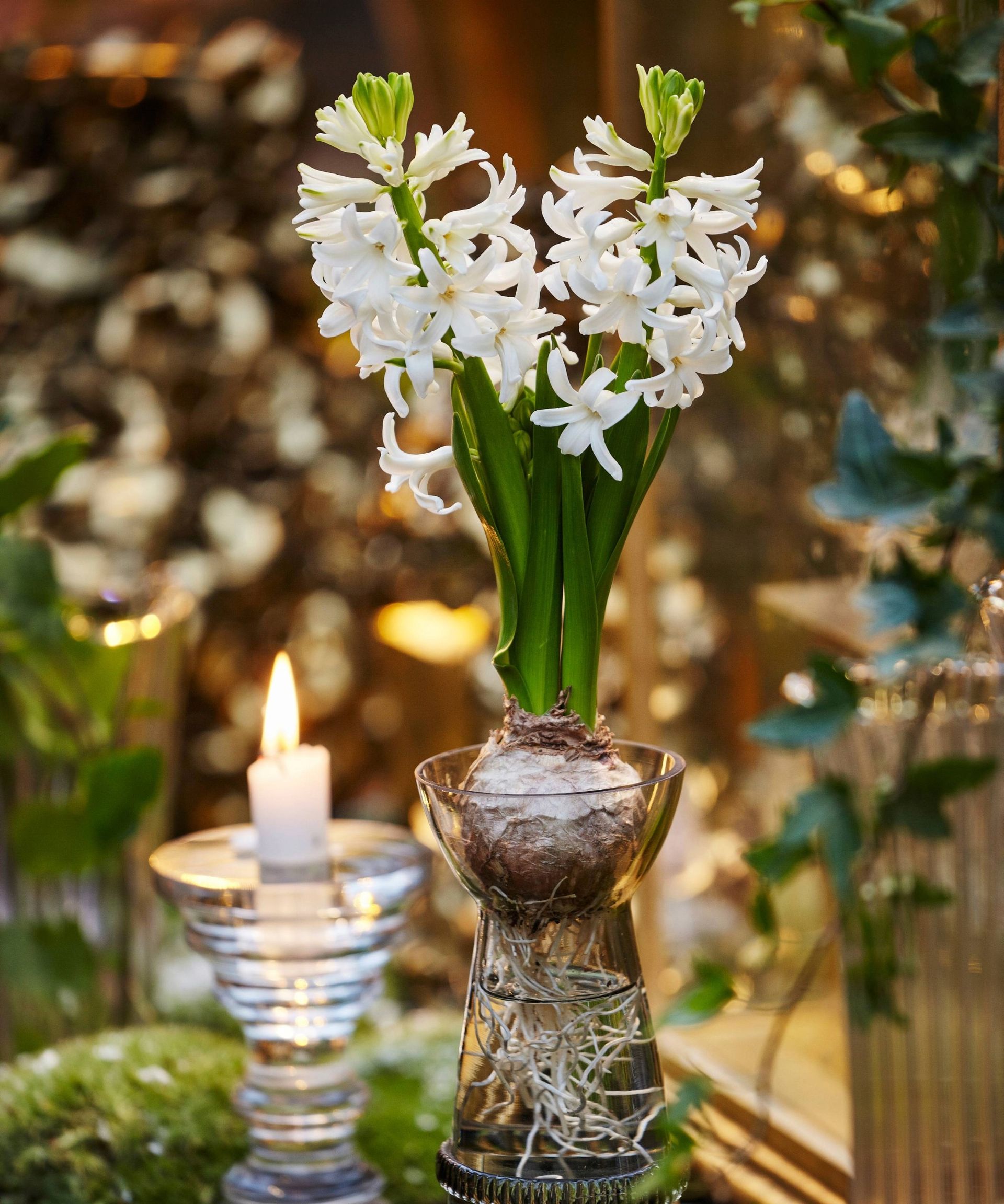 Grow Indoor Hyacinths for Christmas With These Simple Tips | Gardening ...