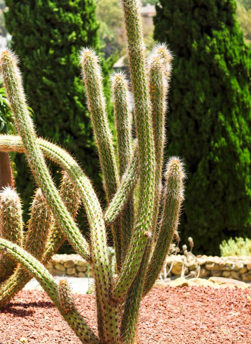 Tips & Information about Cacti & Succulents - Page 3 | Gardening Know How
