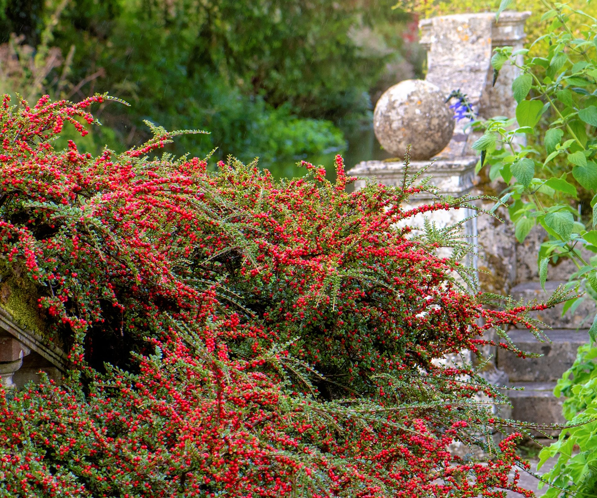 10 best wind-resistant shrubs for protection as well as color | Homes ...