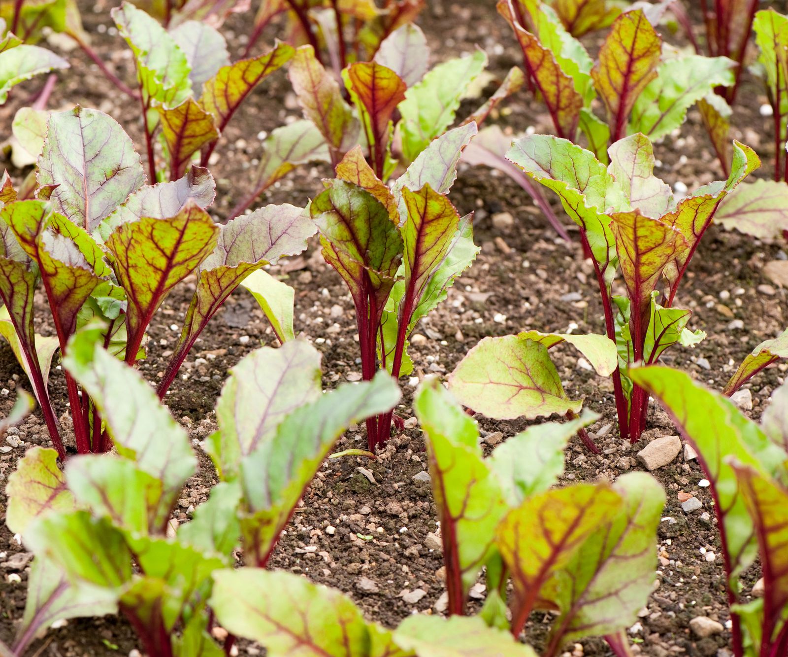 Beetroot growing mistakes: 9 errors to avoid | Homes and Gardens