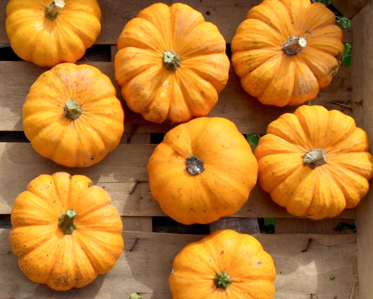Types of squash: 15 tasty varieties to grow at home | Gardeningetc