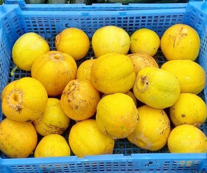 How to grow lemon cucumbers in your vegetable garden | Homes and Gardens