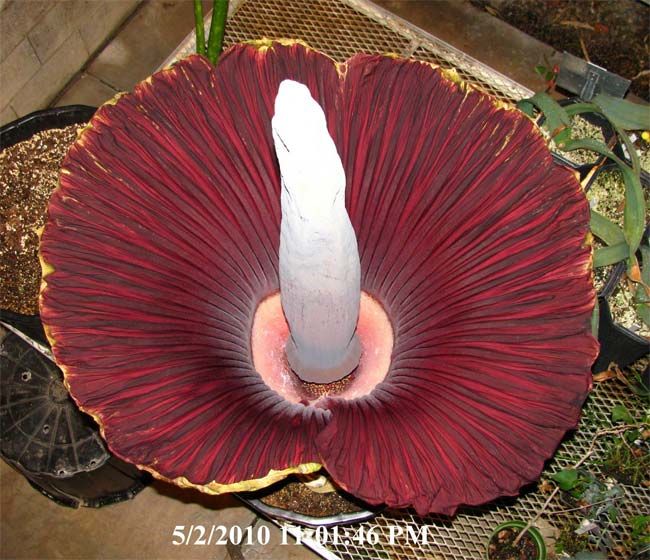 Foul-smelling 'Corpse Flower' Blooms | Live Science