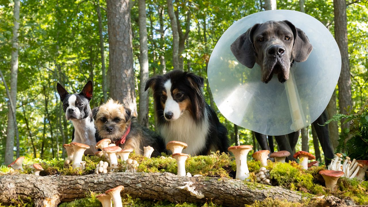 32 Great Movies With Talking Dogs | Cinemablend