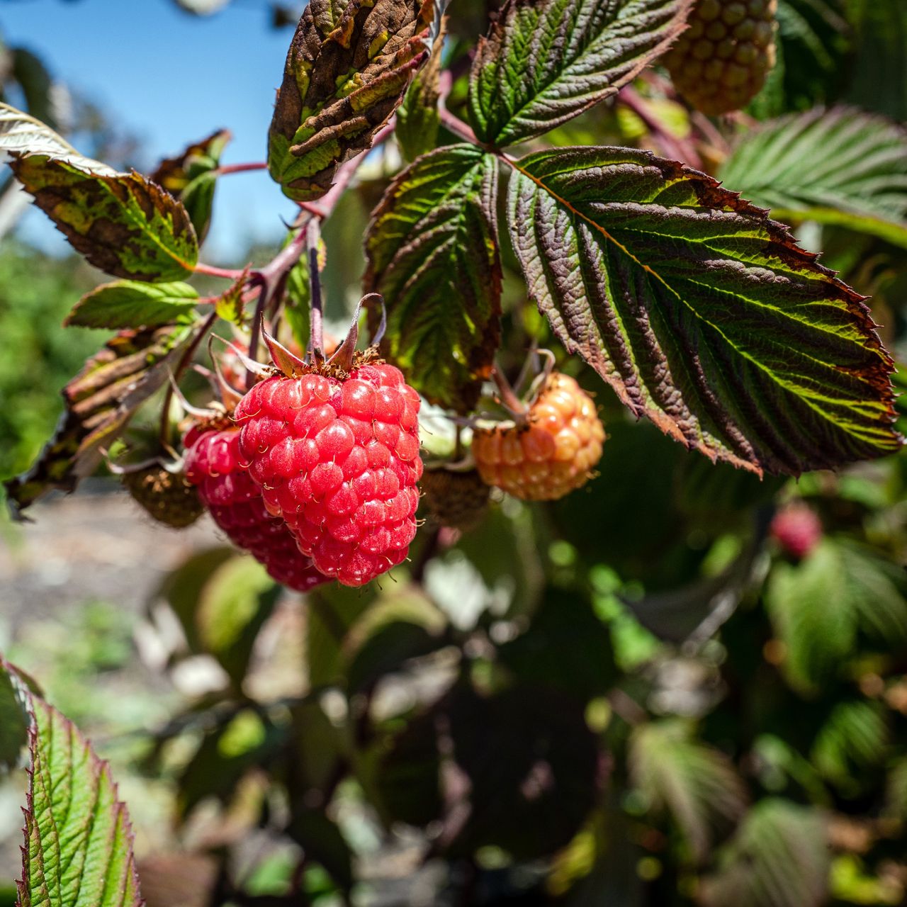 How to grow raspberries – save a fortune on high-quality fruit | Ideal Home