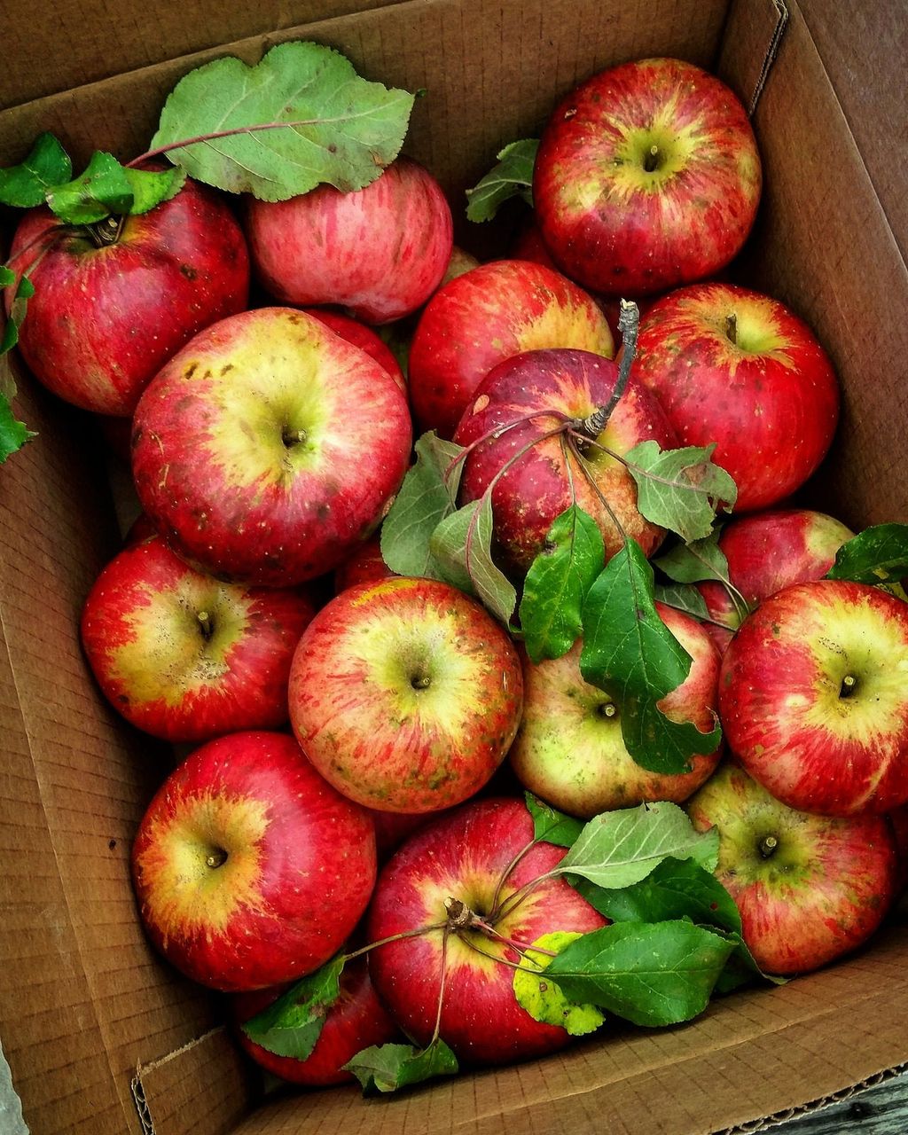 Wolf River Apple Info: How To Grow Wolf River Apples In The Landscape ...