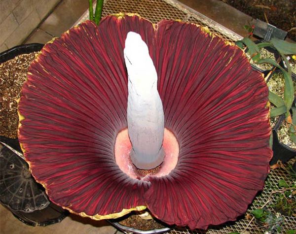 Naughty by Nature: The Most Disgusting and Deadly Flowers | Live Science