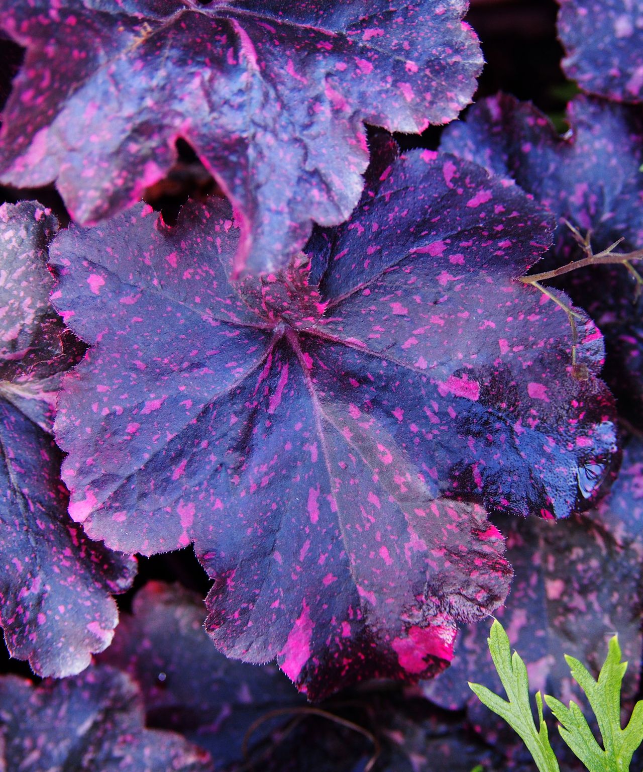 Heuchera varieties: 15 coral bells for foliage and flowers | Homes and ...