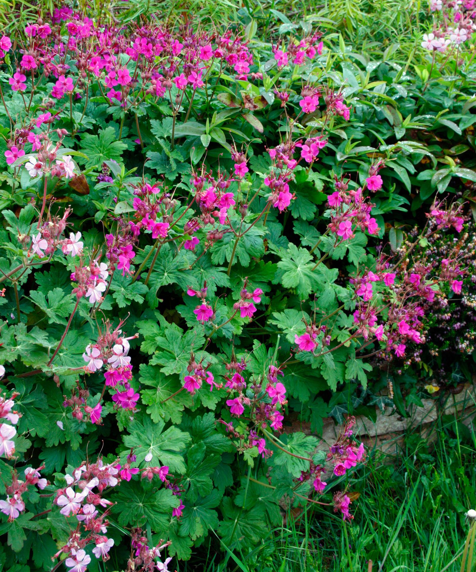 Why are my geranium leaves turning yellow? And how to remedy | Homes ...