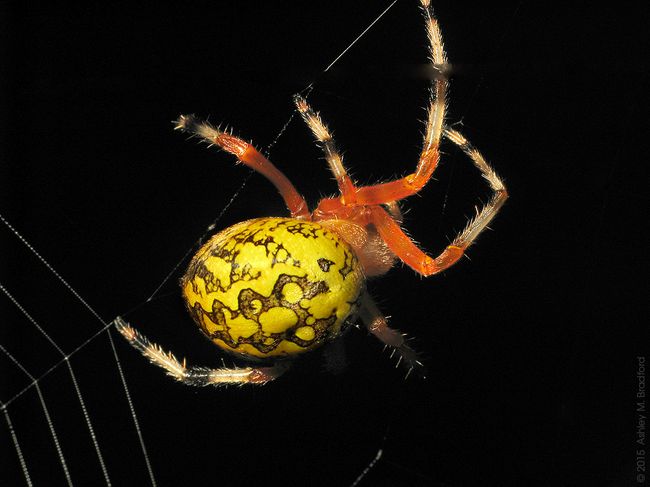Arachtober in Action: Amazing Photos of Spiders from Around the World ...