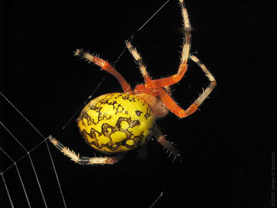 Arachtober in Action: Amazing Photos of Spiders from Around the World ...