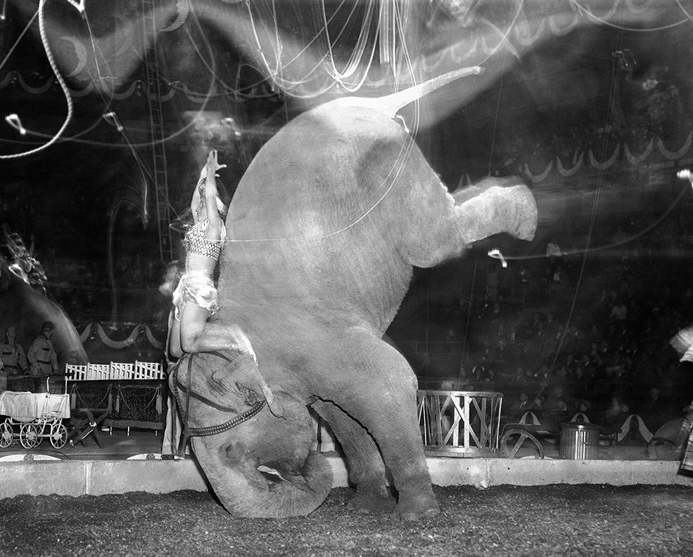 The sublime nobility of the circus elephant | The Week