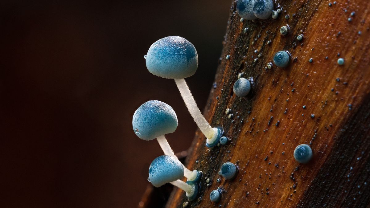 Shortlisted images of science photography competition brilliantly ...