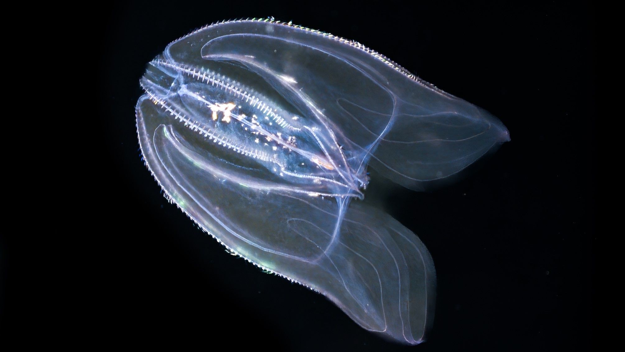 This transparent sea creature can age in reverse | Live Science