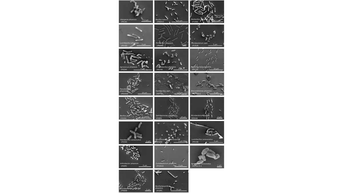 Not-so-clean rooms: Scientists discover 26 new microbe species in NASA ...
