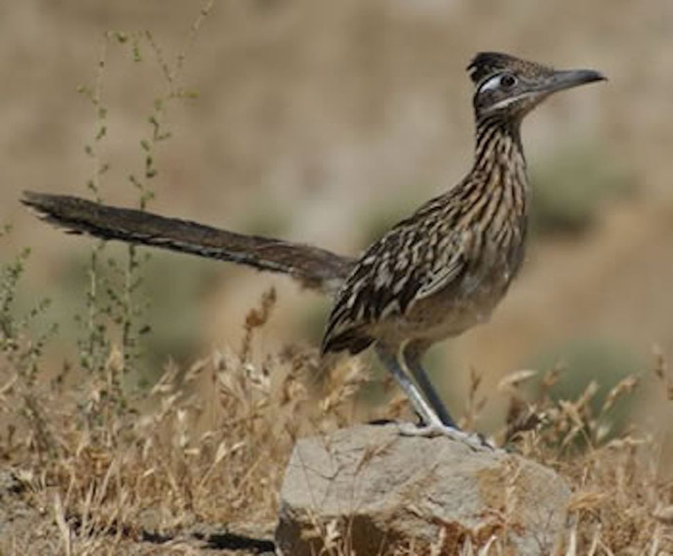 Darlings of the American Deserts: Photos of the Greater Roadrunner ...