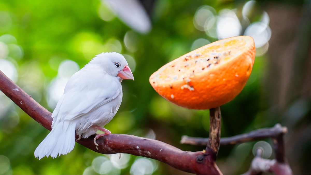 32 tips for taking care of wild birds | PetsRadar