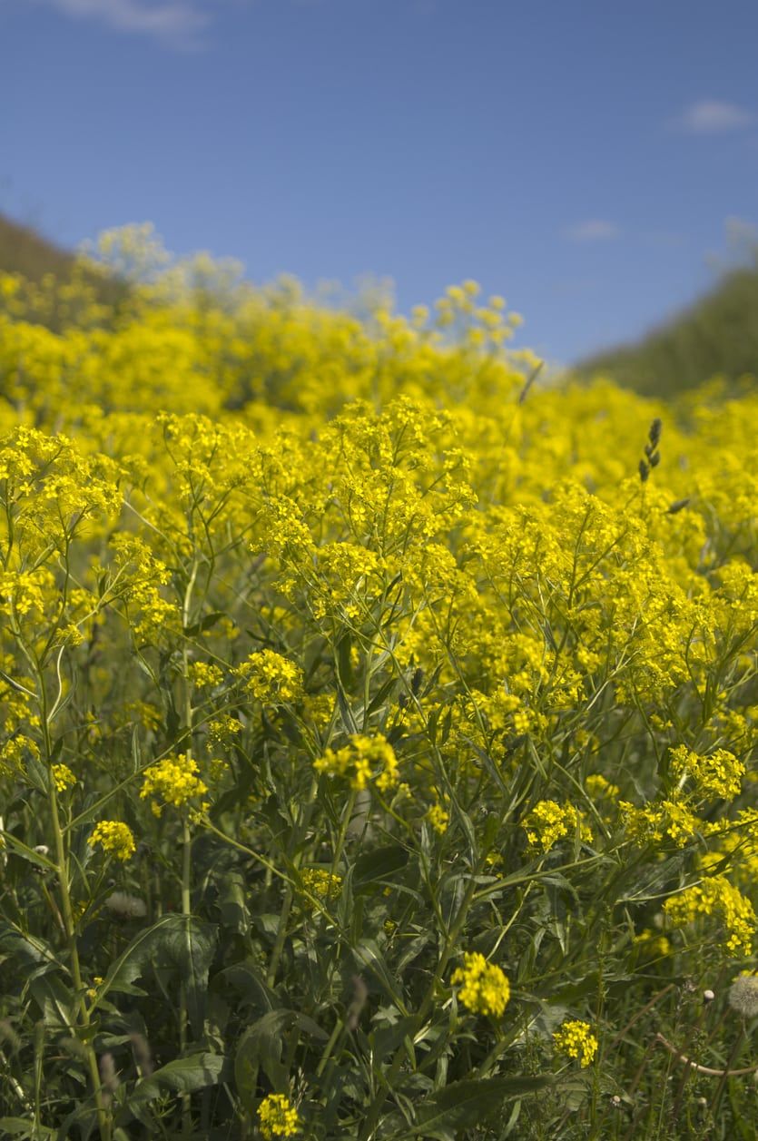 How To Make Dye Out Of Woad: Extracting Dye From Woad Plants ...