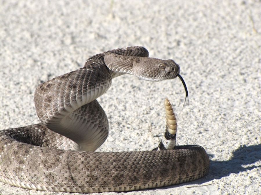 Photos: How to Identify a Western Diamondback Rattlesnake | Live Science
