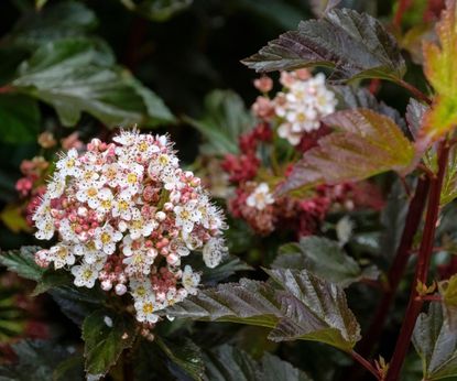 Best flood-resilient plants: experts top suggestions | Homes and Gardens