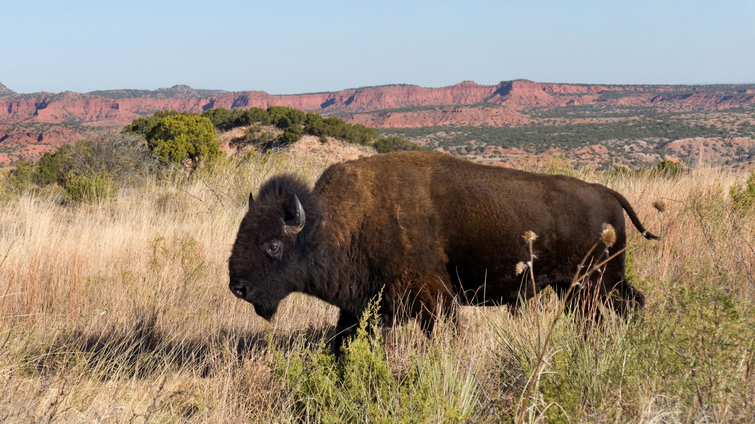 Texas hiker shares video of sudden bison attack as warning to others ...