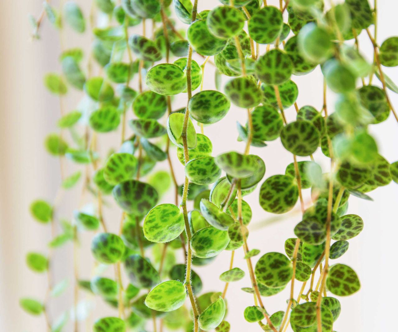 How to propagate string of turtles: for more trailing plants | Homes ...